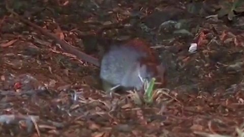 எலி பிடிக்கும் வேலைக்கு 1.38 கோடி ரூபாய் சம்பளம் - BBC News தமிழ்