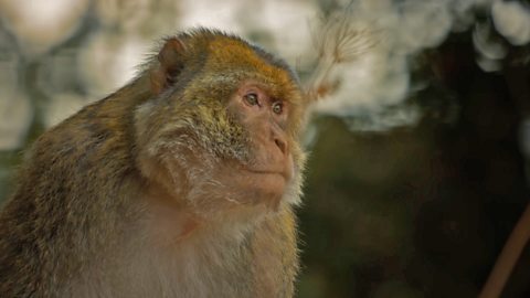 BBC One - Dynasties, Macaque: Monkeys in the Mountains – A Dynasties ...