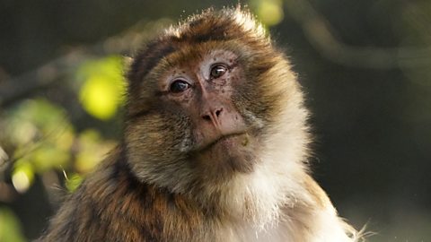 BBC One - Dynasties - Macaque ID guide