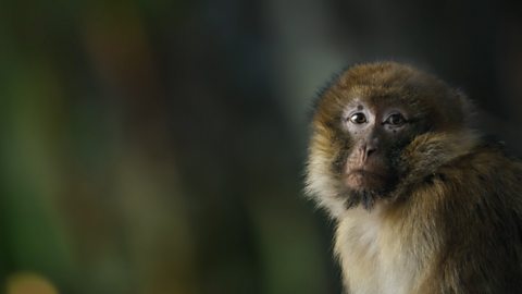 BBC One - Dynasties - Macaque ID guide