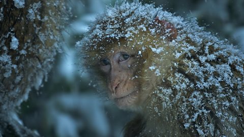BBC One - Dynasties - Winter in the Atlas Mountains