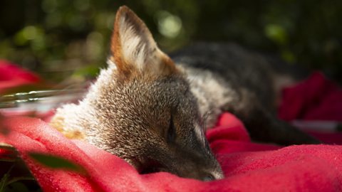 BBC One - Dogs in the Wild: Meet the Family - Defending Darwin’s fox in ...