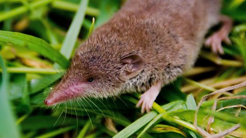 BBC Two - Winterwatch - How to help wildlife this winter