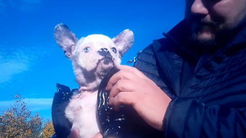 Violent thug who breeds ‘extreme’ dogs exposed - BBC News