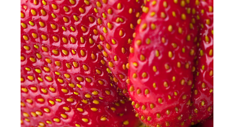 What is close-up photography? | KS2 | Primary - BBC Bitesize