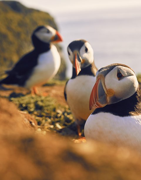 BBC One - Wild Isles - Plucky puffins and David Attenborough – two ...