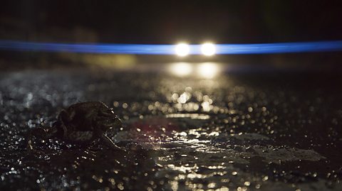 BBC One - Wild Isles - Tiny toadlets and lurking leeches - a horror ...