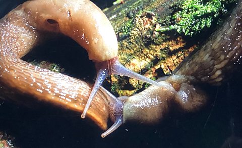 BBC One - Wild Isles - A twelve-inch slug and the weirdest mating ...