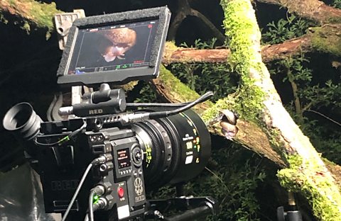 BBC One - Wild Isles - A twelve-inch slug and the weirdest mating ...