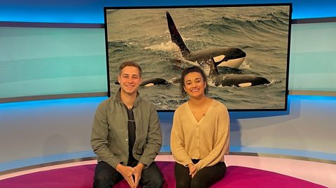 Charities launch campaign to save Our Wild Isles as Sir David ...