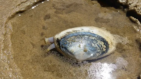 Toheroa: A fabled shellfish that nearly vanished