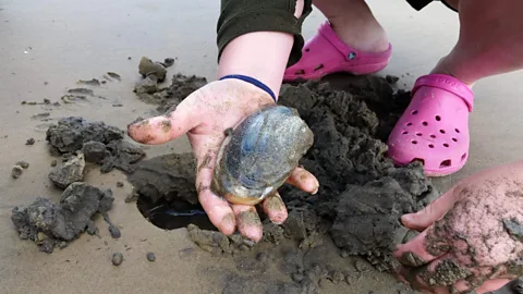 Toheroa: A fabled shellfish that nearly vanished