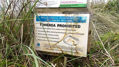 Toheroa: A fabled shellfish that nearly vanished