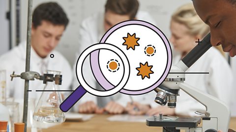 GCSE Biology exam 2023 revision support - BBC Bitesize