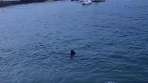 'Exciting' harbour sighting of basking shark in Cornwall - BBC News