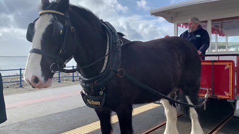 Manx horse trams return to Douglas Promenade for 2023 season - BBC News
