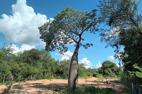 Deforestation - BBC News
