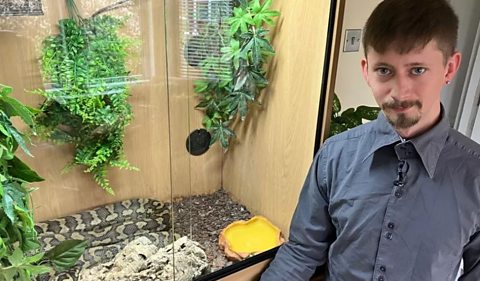 Dorset man captures missing 6ft python spotted in Hampshire - BBC News