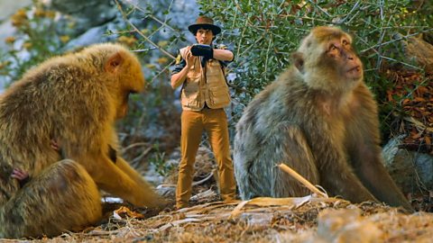 Andy's Animal Quizzes - CBeebies - BBC