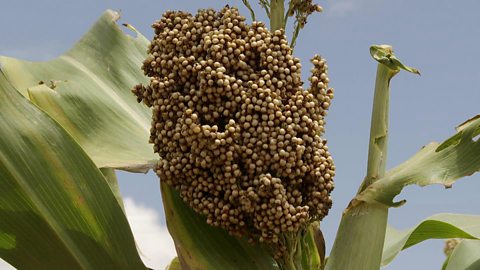 Mtama wa Tanzania unaodaiwa kupunguza kasi ya uzee na magonjwa - BBC ...