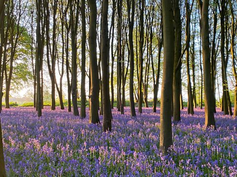 BBC - Pic of the Season Spring 2023