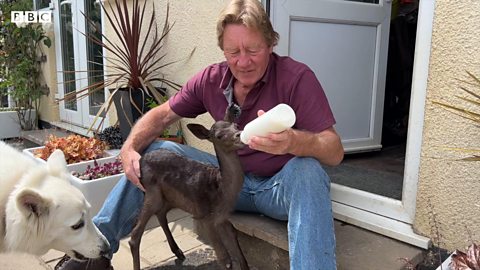 Man and dogs helping to hand rear baby deer in Devon - BBC News