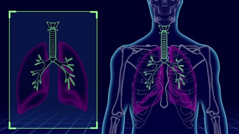 GCSE Biology: How the human body works - BBC Teach