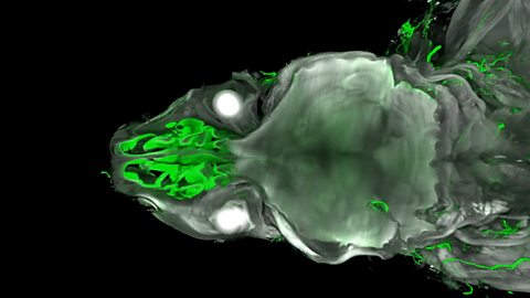 Transparent mouse could improve cancer drug tests - BBC News