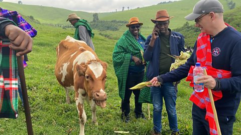Uko Ngabo Karegeya arimo guteza imbere ubukerarugendo bushingiye ku nka ...