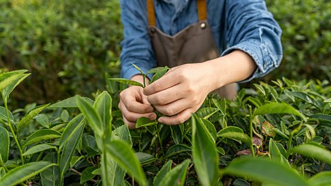 BBC Radio 4 - All Consuming - How did tea become the nation's favourite ...