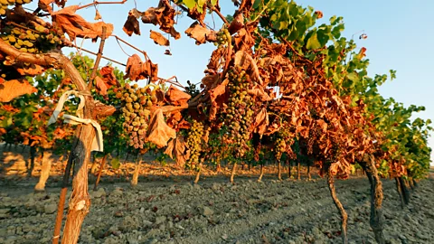 The microbes that could protect grapevines from climate change