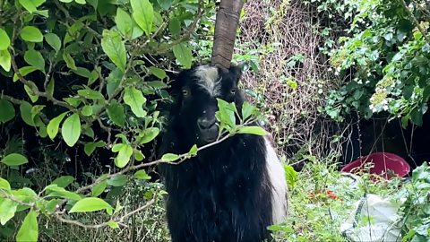Llanberis mountain goats devour beauty spot gardens - BBC News
