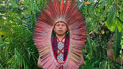 Amazon rainforest - BBC News