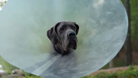 R-rated caper is fun but 'unsurprising'