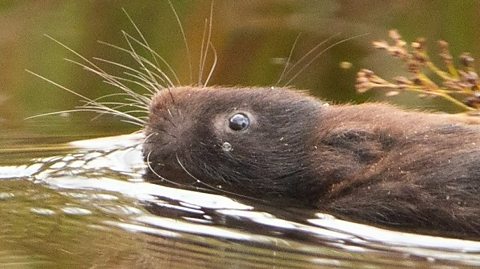 Water voles brought back to the Lake District - BBC News