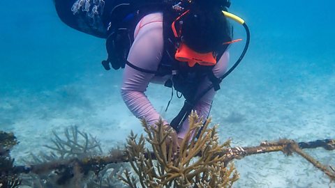Coral reefs - BBC News