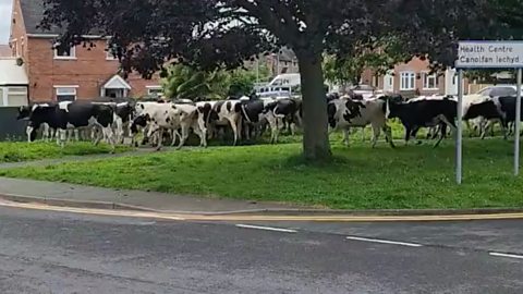 Shock for Wrexham village as large cow herd damage cars - BBC News