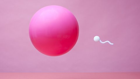 BBC Radio 4 - The Life Scientific - How close is a male contraceptive pill?