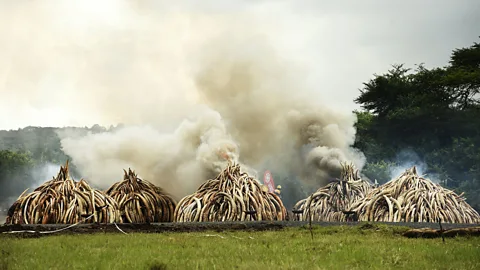 How fake ivory could save elephants