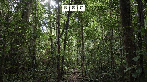 Amazon rainforest - BBC News