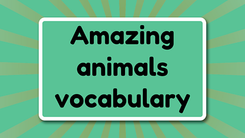Amazing animals vocabulary – KS1 English curriculum - BBC Bitesize