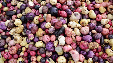 The guardians of Peru's potato park