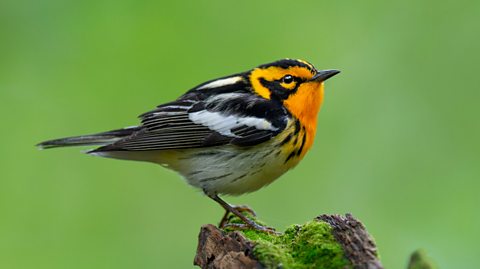BBC Scotland - BBC Scotland - How Scotland’s otters became famous: the ...