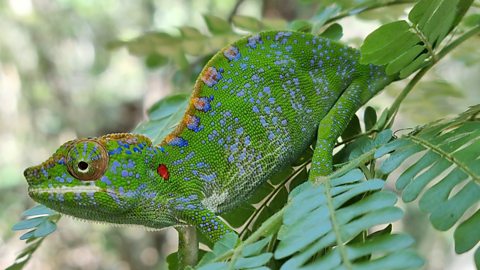 BBC Two - Big Little Journeys - Facing the storm: Filming the chameleon ...