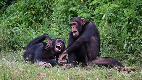 BBC Radio 4 - Naturebang, Chuckling Chimps and the Evolution of Laughter