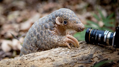 BBC Two - Big Little Journeys - Filming pangolins in Taiwan