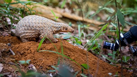 BBC Two - Big Little Journeys - Filming pangolins in Taiwan