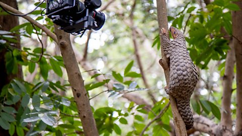 BBC Two - Big Little Journeys - Filming pangolins in Taiwan