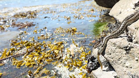 BBC One - Planet Earth III - Coasts: What to expect