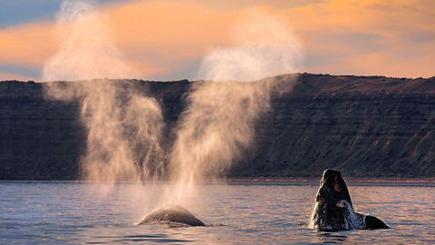 BBC One - Planet Earth III - Coasts: What to expect